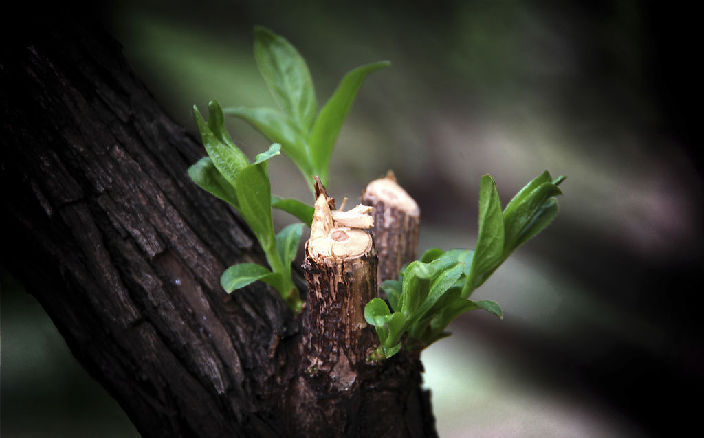 Customs of the Start of Spring in Shaanxi