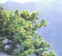 Fanjingshan Fir